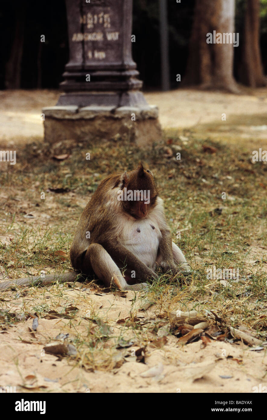 Monkey Foraging, Angkor Wat, Cambodia Stock Photo - Alamy