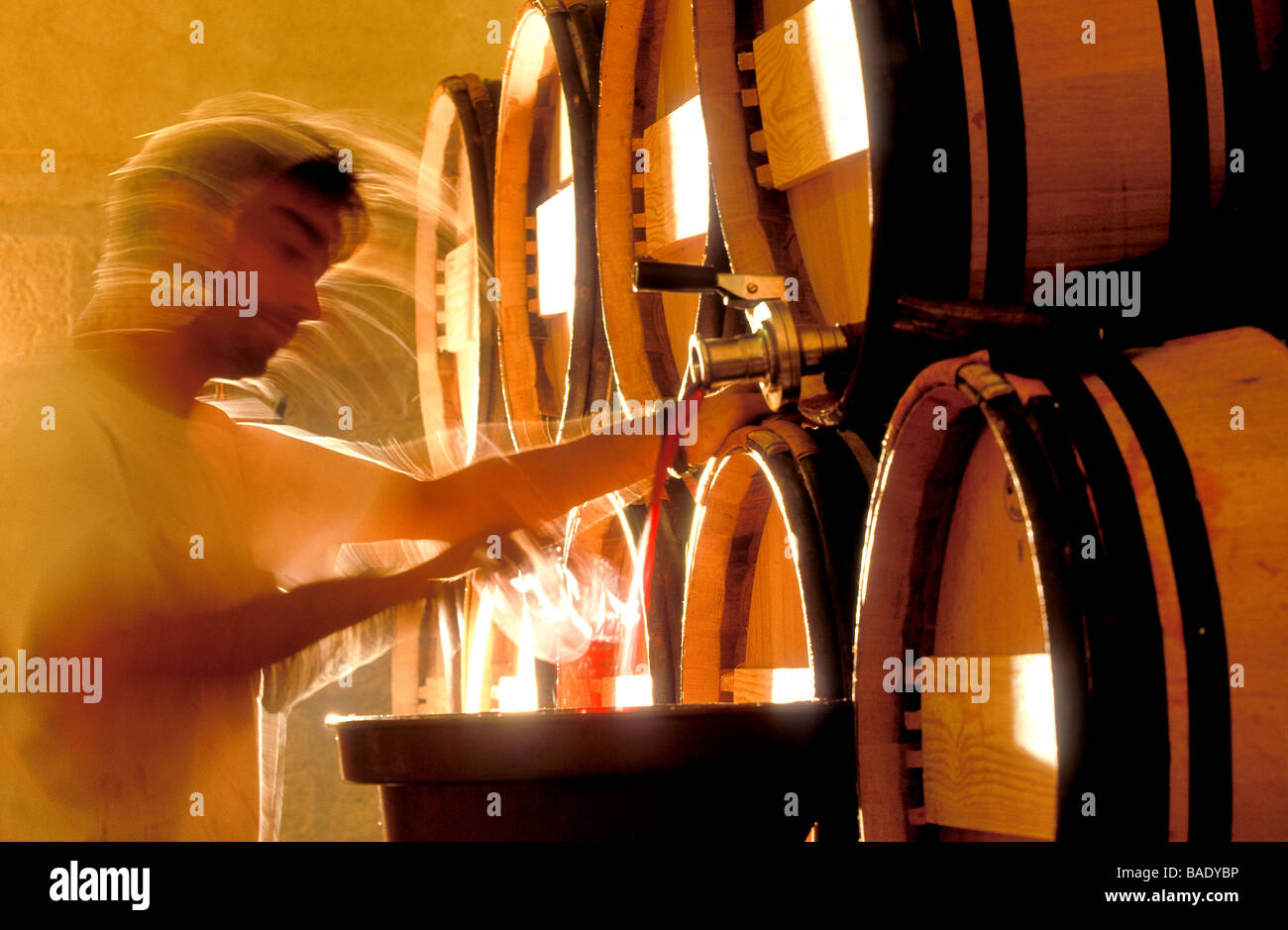 France, Gironde, Saint Emilion, wines of Bordeaux, racking of red wine ...