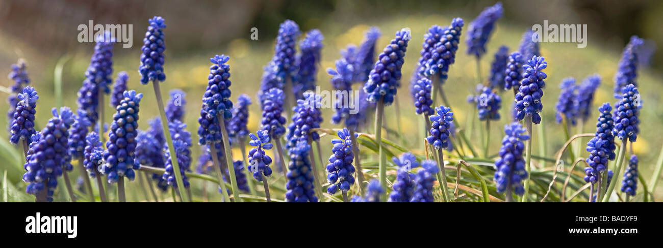 Miniature hyacinth hi-res stock photography and images - Alamy
