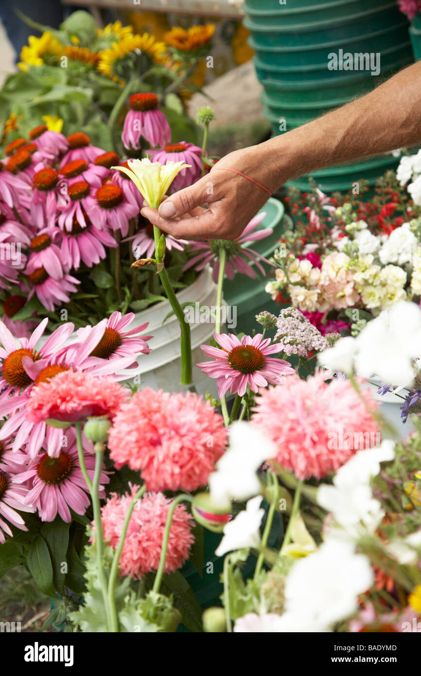 Human body parts for sale hi-res stock photography and images - Alamy