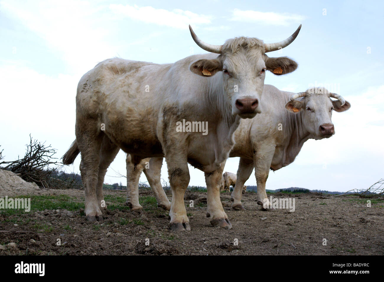 Cattle. Charolaise breed. Young bull with cow behind Stock Photo - Alamy