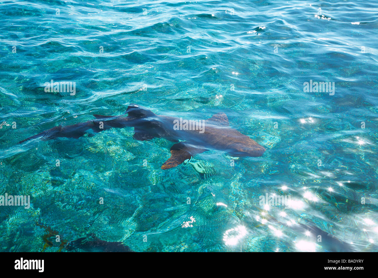 Nurse Shark in Water, Belize Stock Photo - Alamy