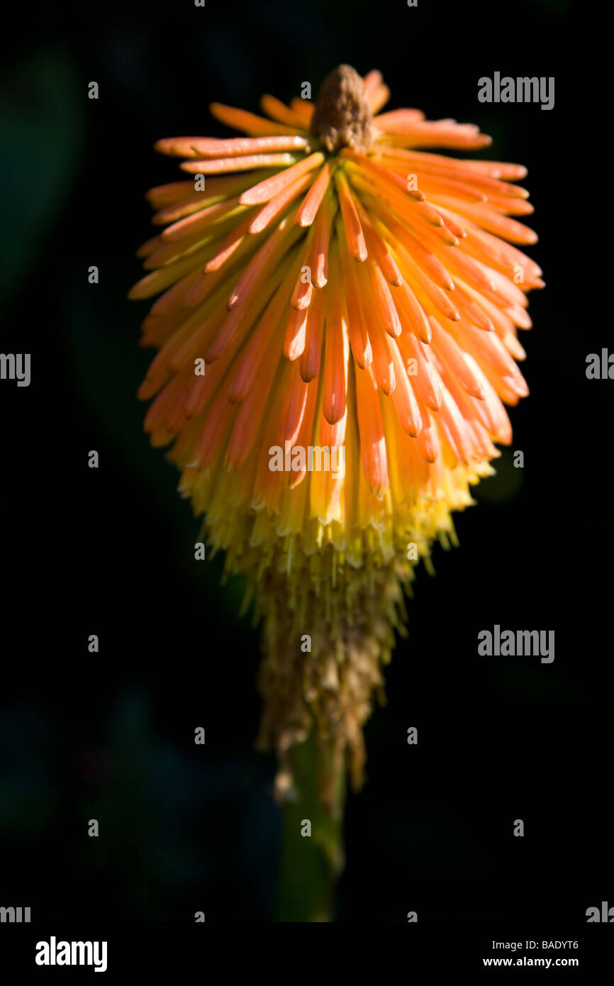Kniphofia rooperi flower spike Stock Photo - Alamy