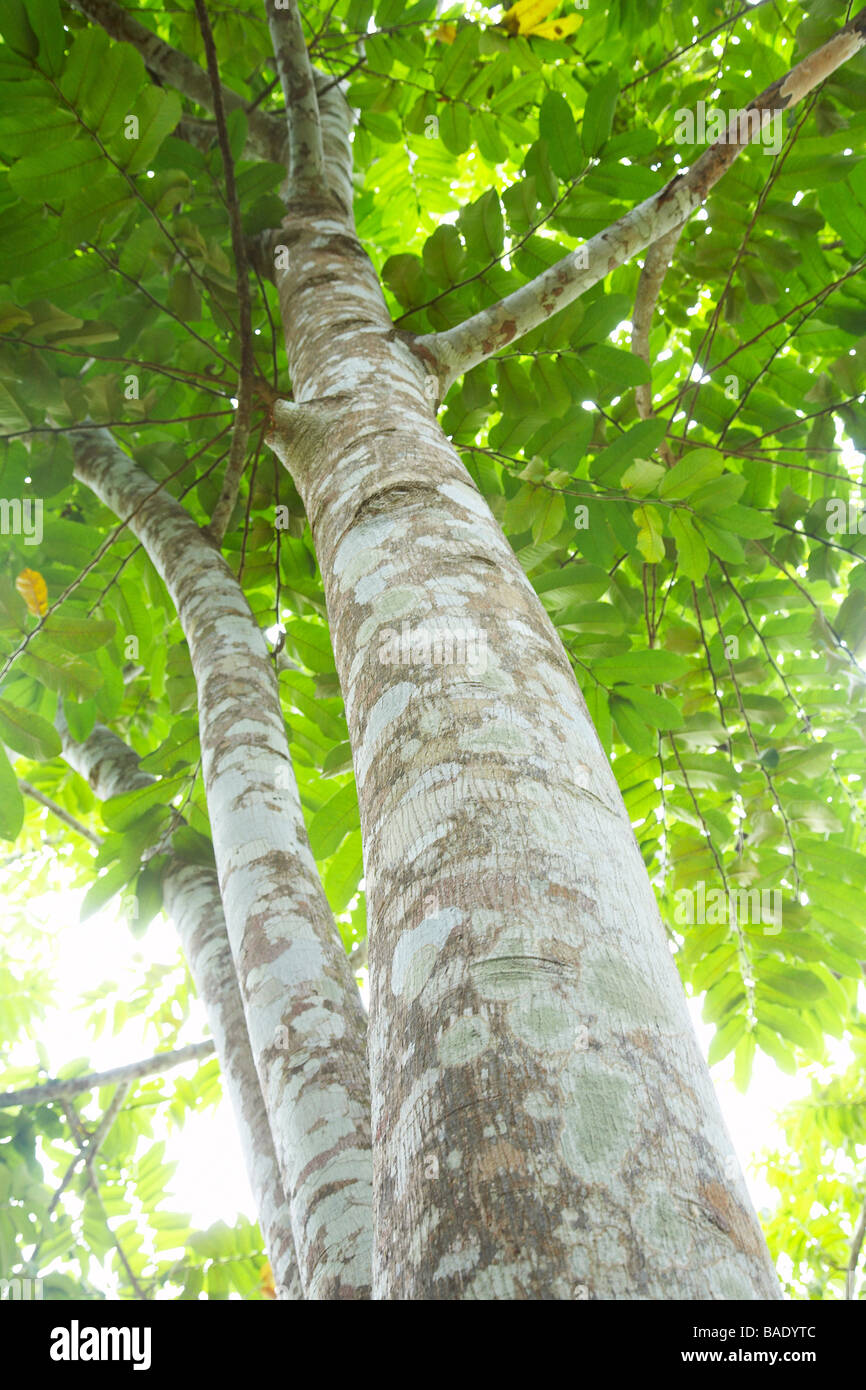 Tree in Rainforest, Belize Stock Photo - Alamy