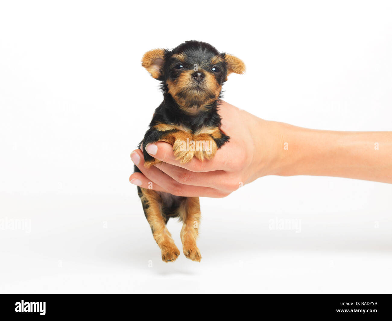 Hand Holding Yorkshire Terrier Puppy Stock Photo - Alamy