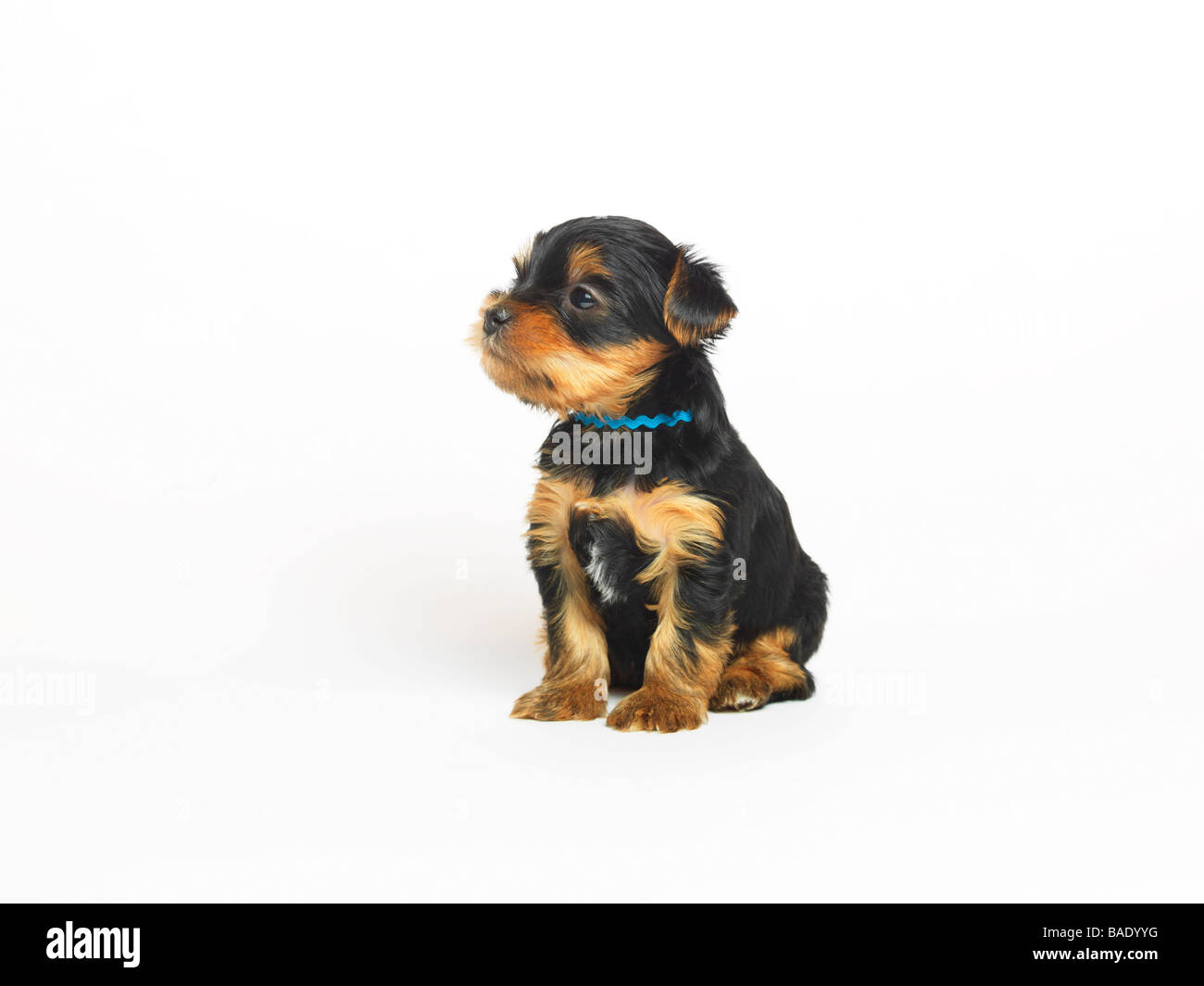 Side view adorable yorkshire terrier hi-res stock photography and ...