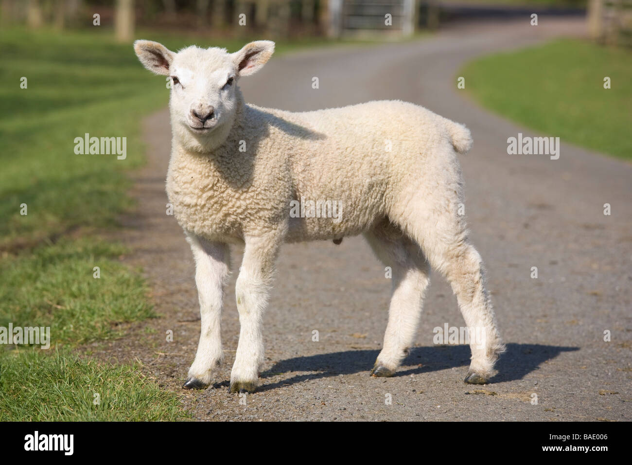 A clean young lamb standing on a country road passing through green ...