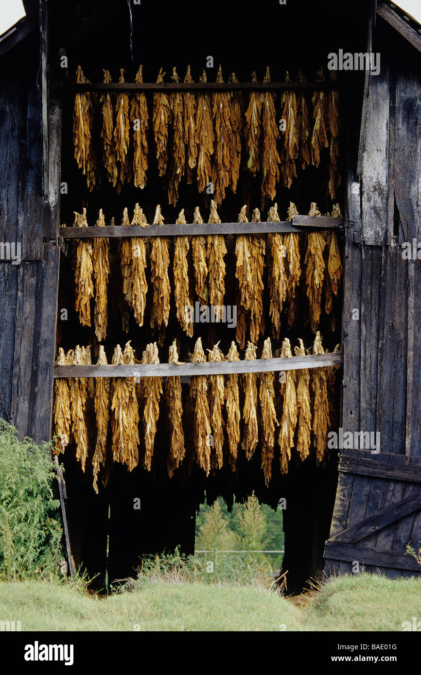 Tobacco Drying In Barn High Resolution Stock Photography and Images - Alamy