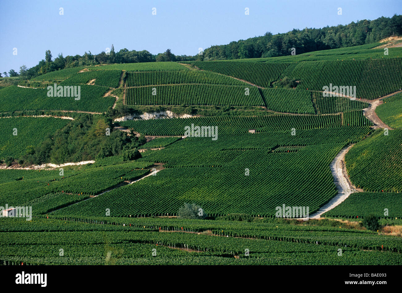 Champagne ay vineyards hi-res stock photography and images - Alamy