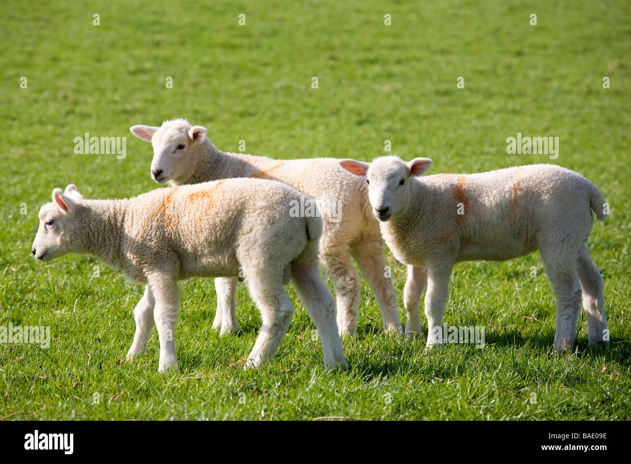 A group of three lambs in a field Stock Photo - Alamy