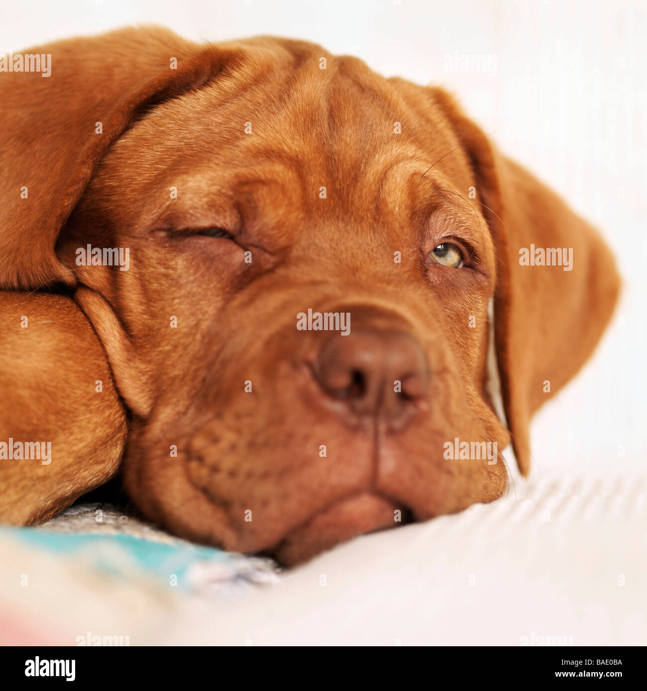 Can A Dog Survive With One Eye