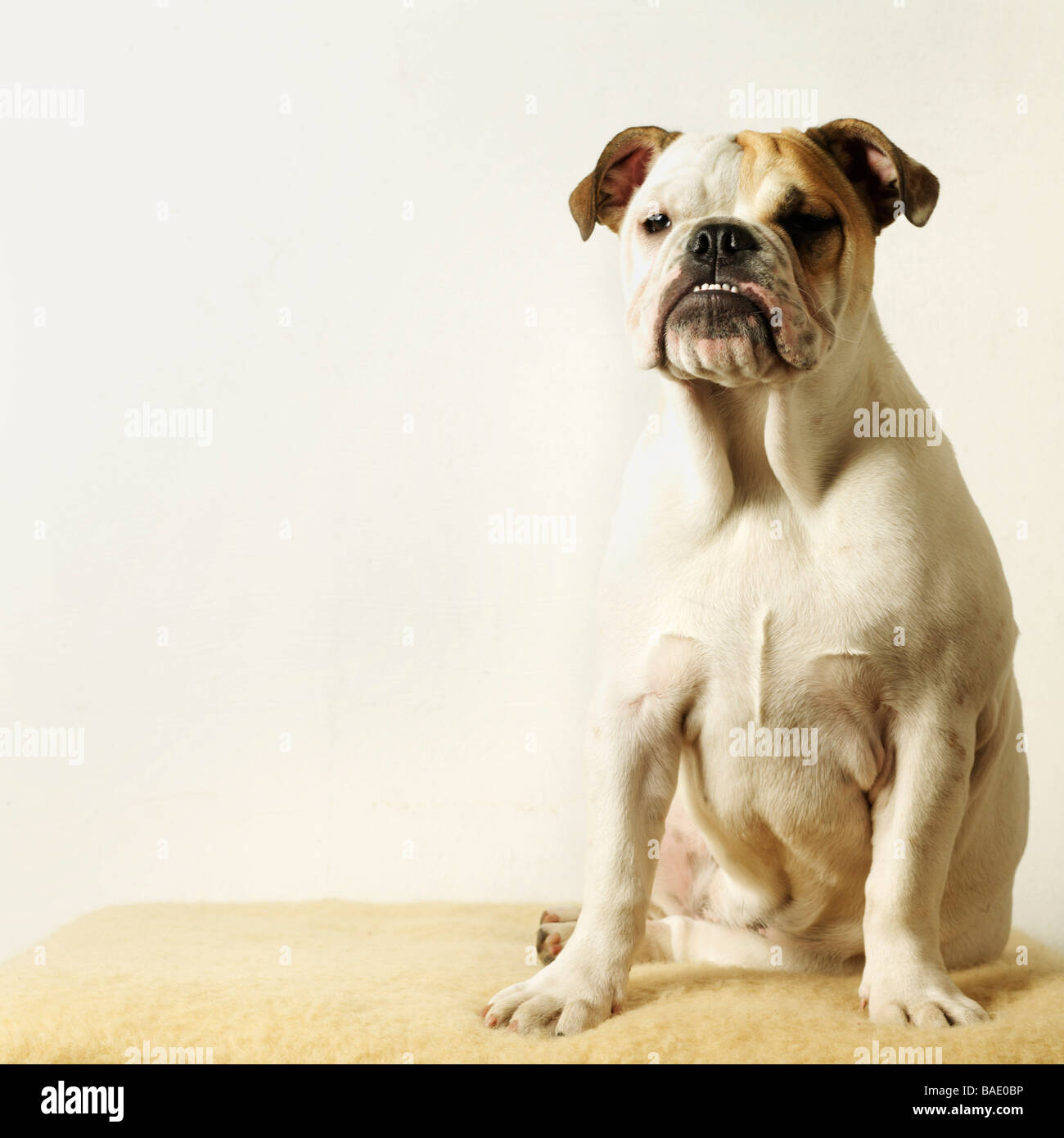 Bull dog hi-res stock photography and images - Alamy