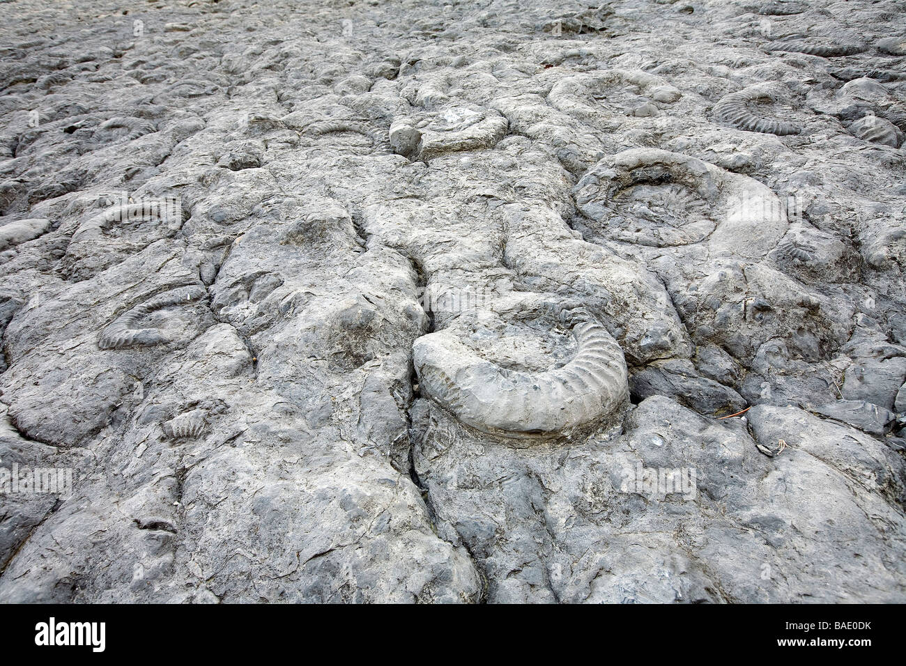 Ammonites fossils hi-res stock photography and images - Alamy