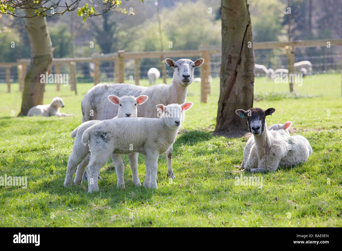 A group of sheep hi-res stock photography and images - Alamy