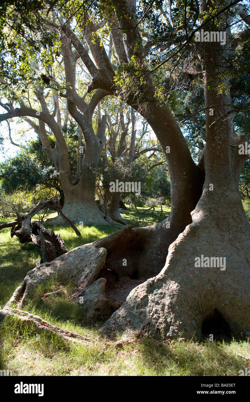 Ombu Tree, Cabo Polonio, Uruguay Stock Photo - Alamy