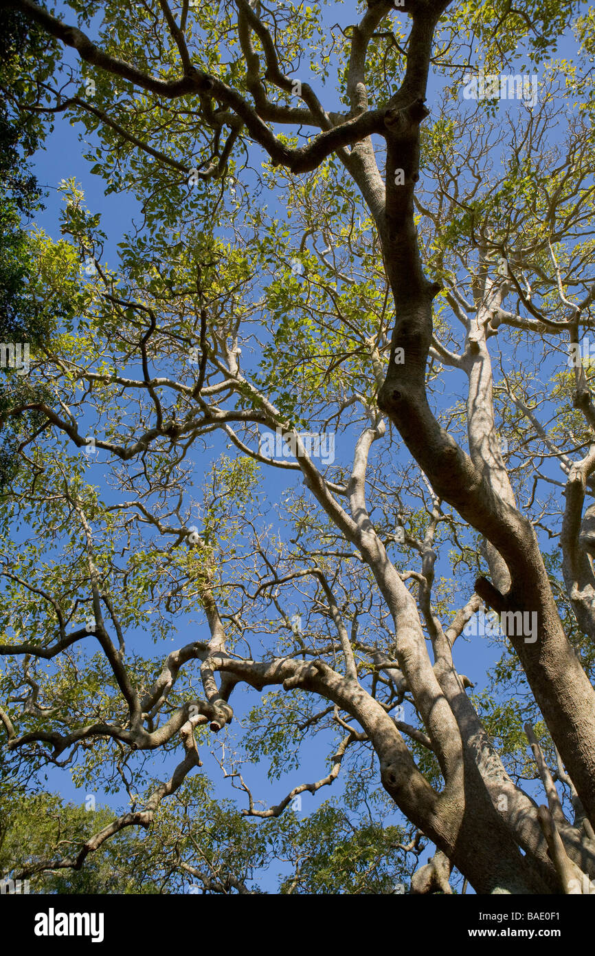 Ombu Tree, Cabo Polonio, Uruguay Stock Photo - Alamy