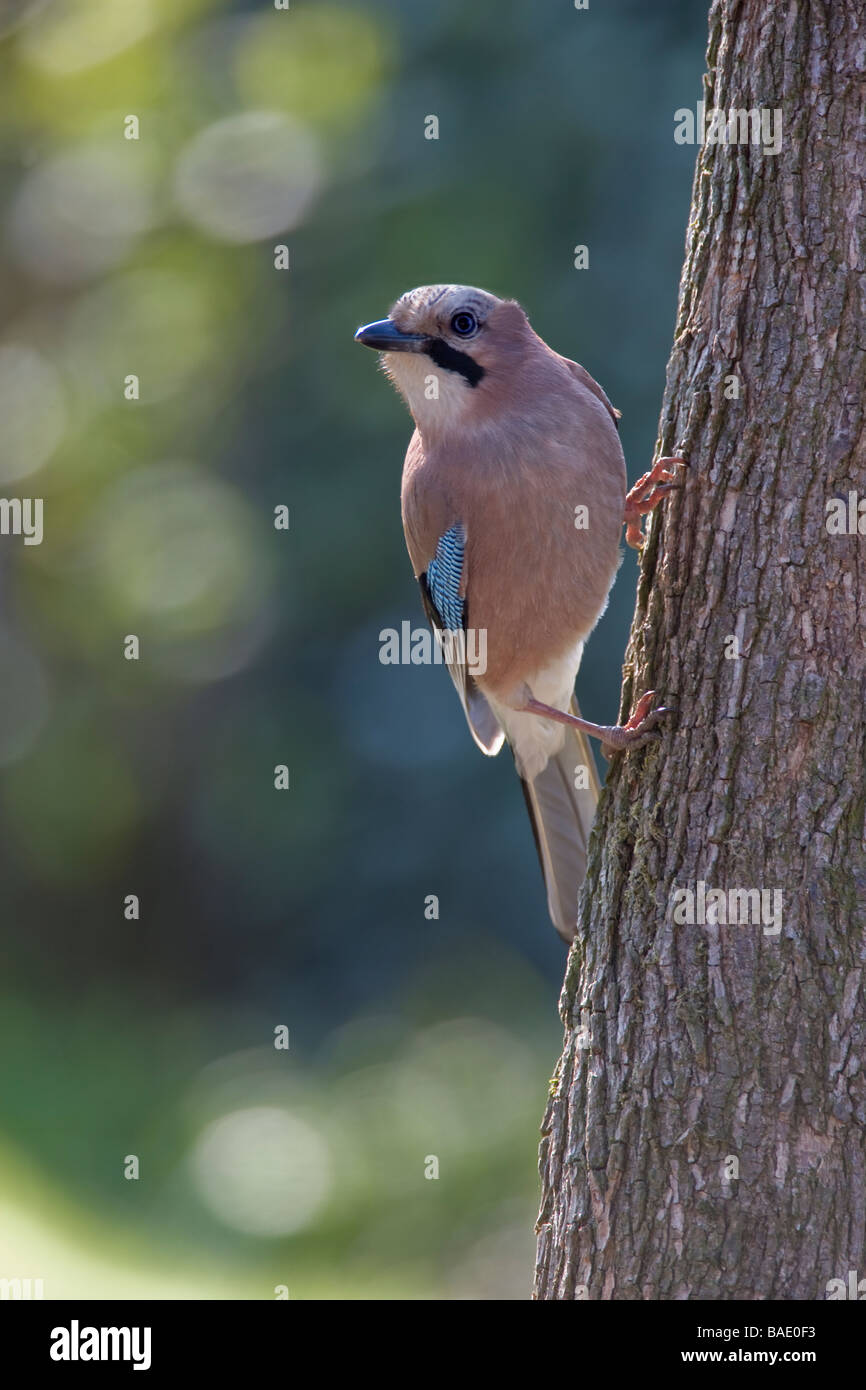 Glandarios hi-res stock photography and images - Alamy