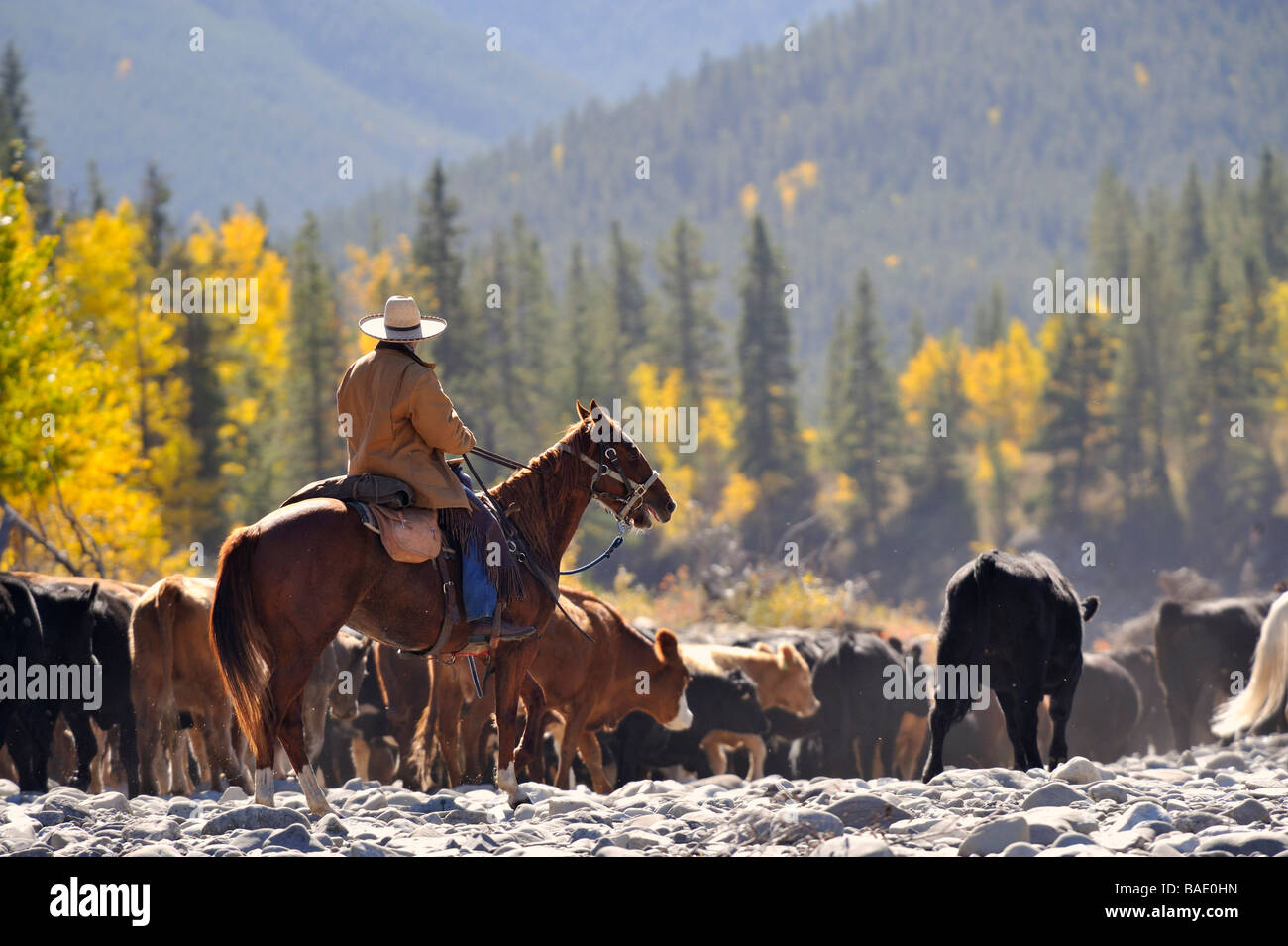Working Cow Horse High Resolution Stock Photography and Images - Alamy