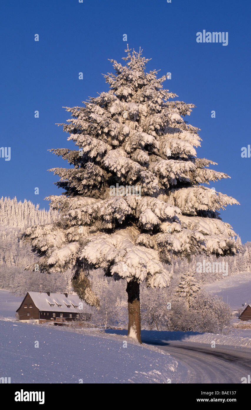 Germany, Black Forest, Schwartzwald, Hinterzarten, lodge and tree in ...