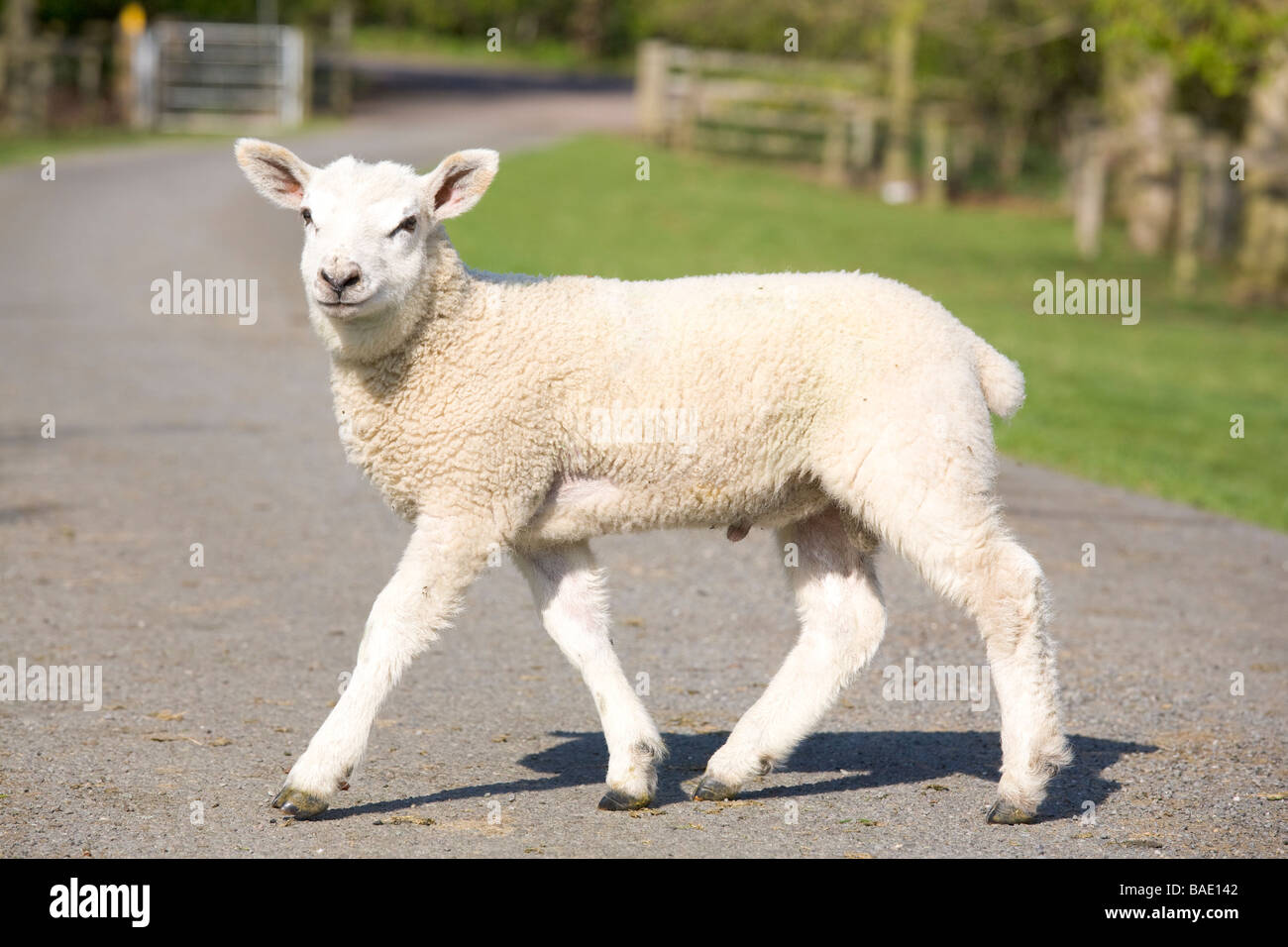 A clean young lamb standing on a country road passing through green ...