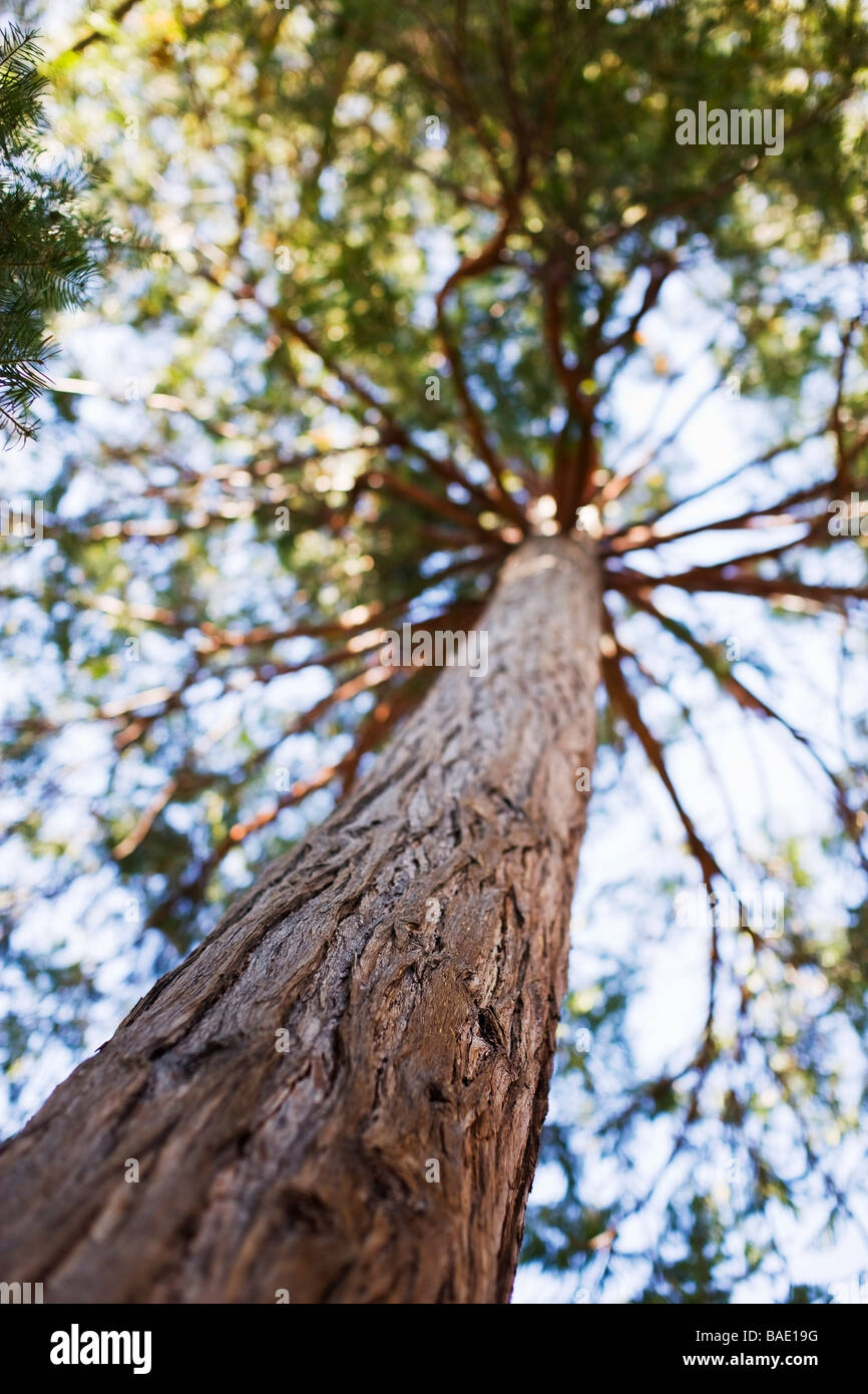 Trunk of Redwood Tree, Lake Tahoe, California, USA Stock Photo - Alamy