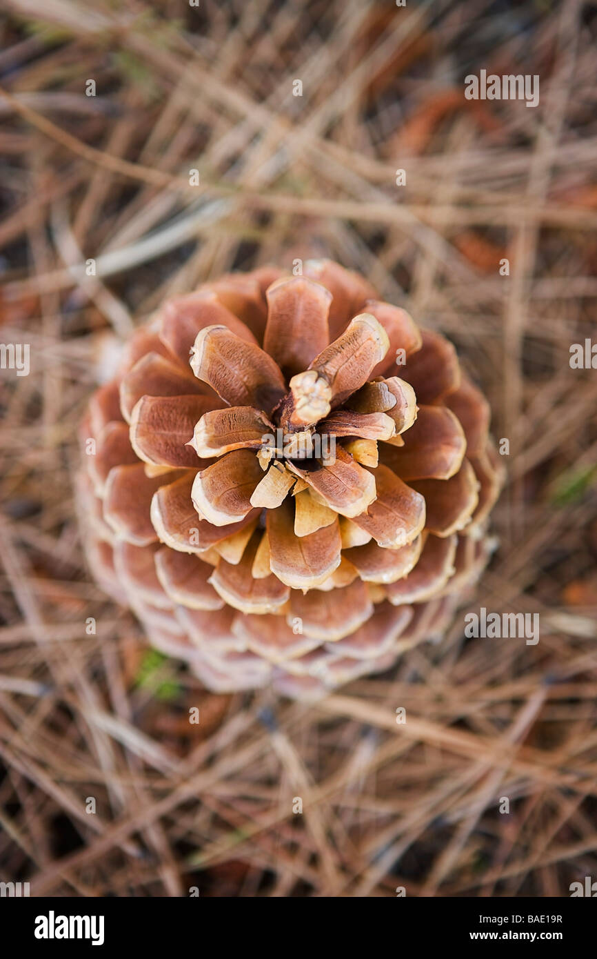 Close-Up of Cone of Ponderosa Pine Stock Photo - Alamy