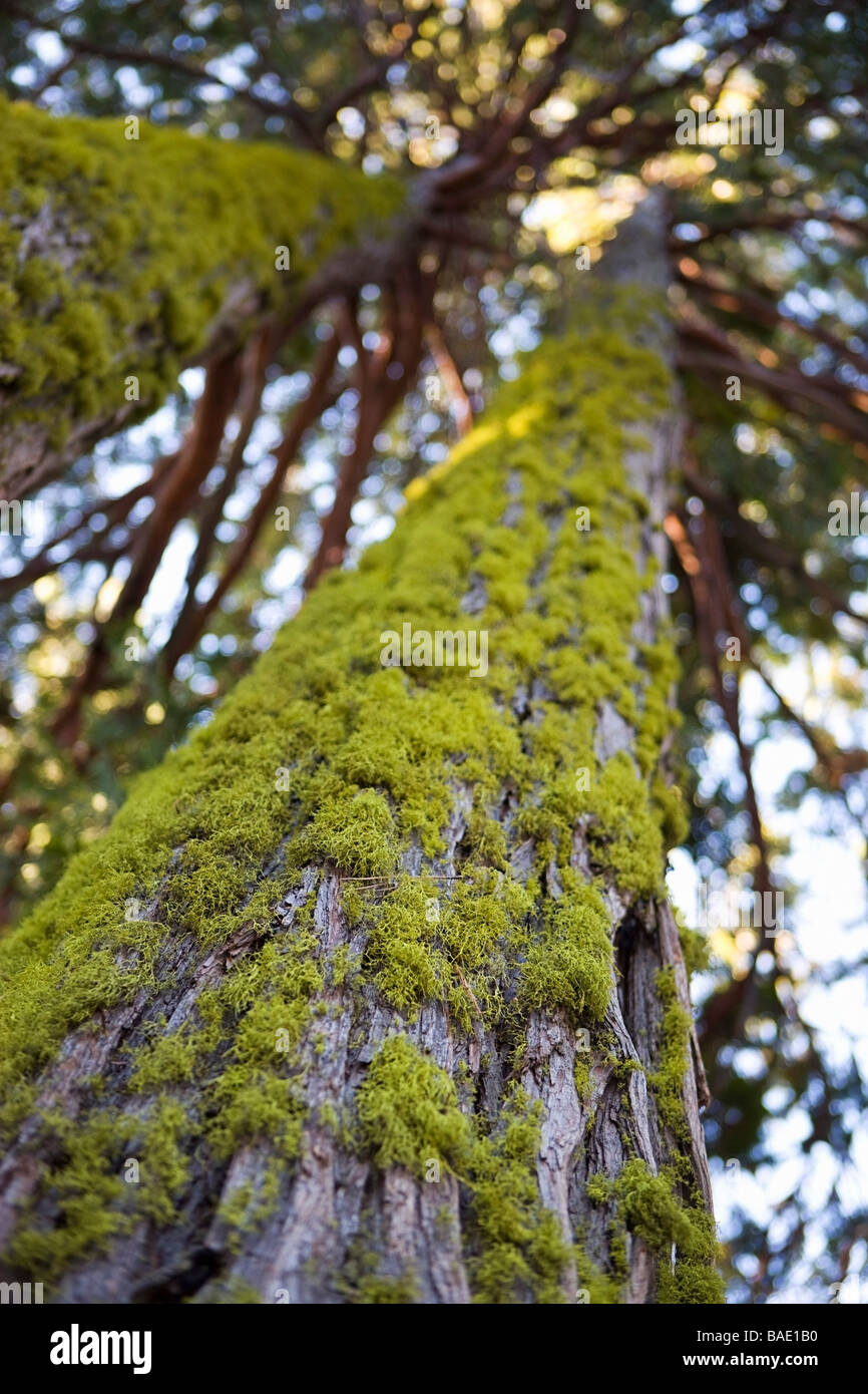 Moss Covered Trunk of Pine Tree Stock Photo - Alamy