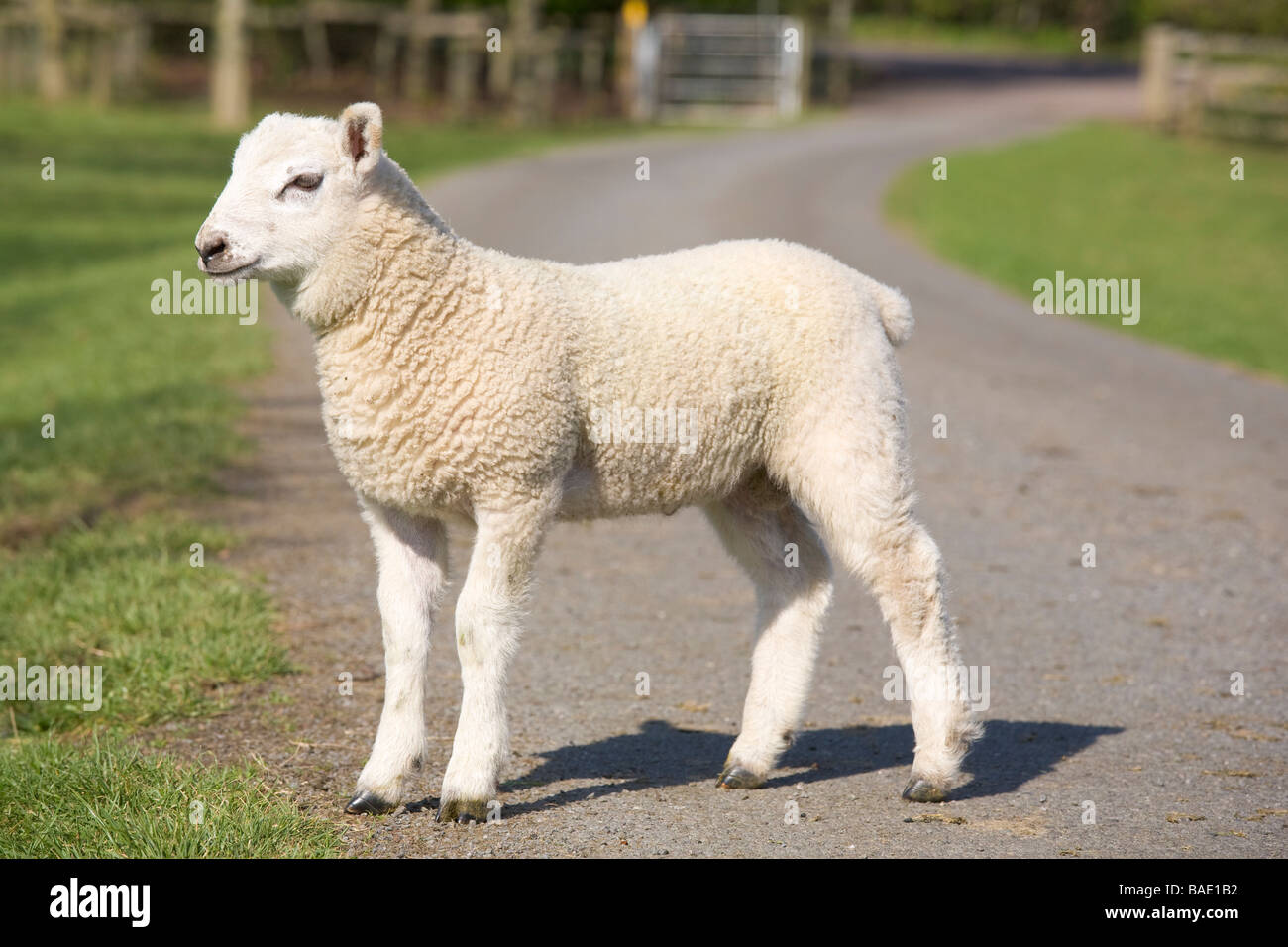 A clean young lamb standing on a country road passing through green ...