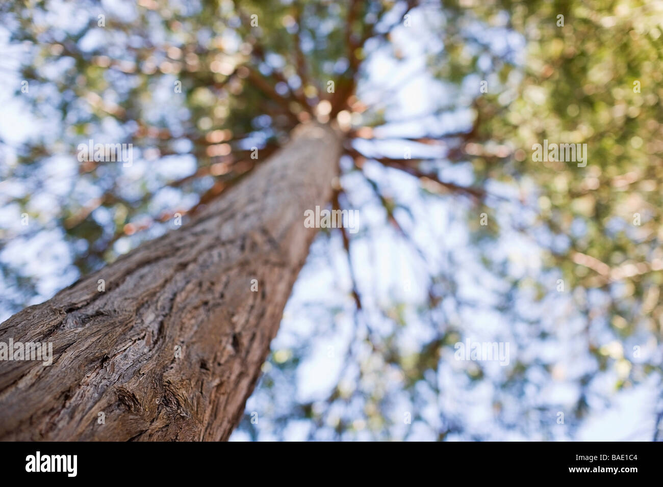 Trunk of Redwood Tree, Lake Tahoe, California, USA Stock Photo - Alamy