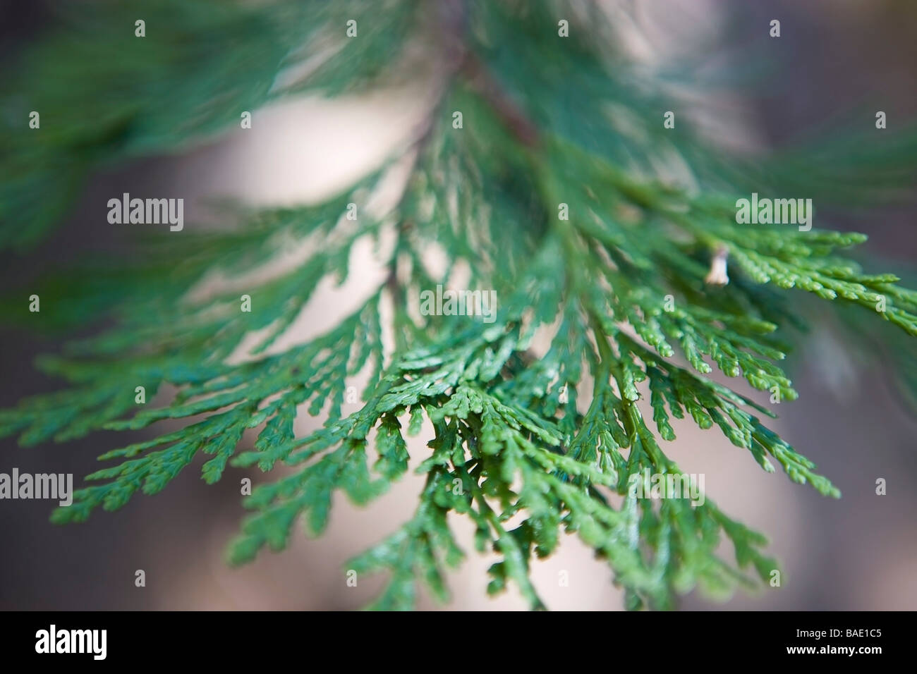 Branch of Redwood Tree Stock Photo - Alamy