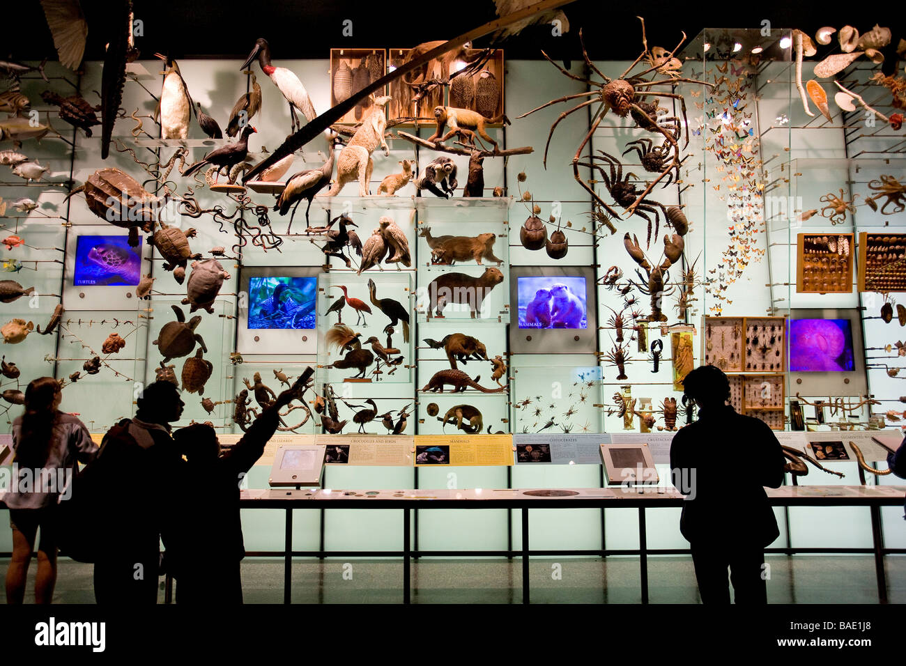 Sea natural history museum hi-res stock photography and images - Alamy