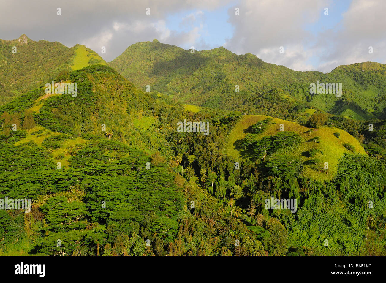 Rainforest on Mountainside, Rarotonga, Cook Islands Stock Photo - Alamy