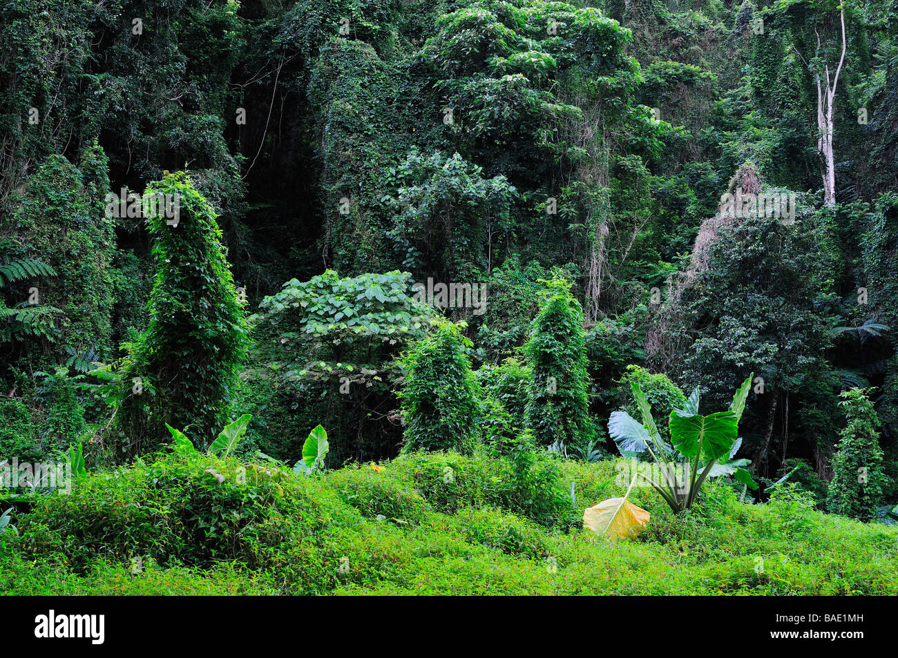 Rainforest, Rarotonga, Cook Islands Stock Photo - Alamy