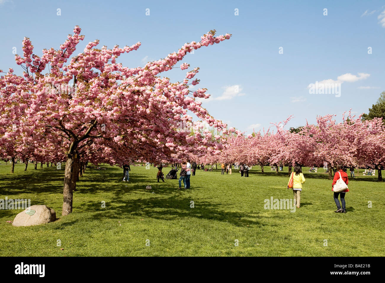 United States, New York, Brooklyn, Botanical Garden in Spring, the ...