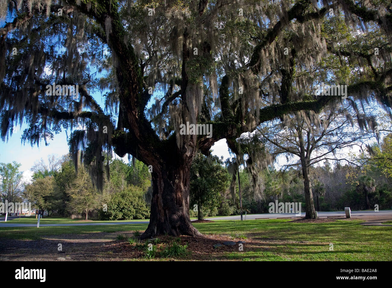 A large Southern USA tall life oak tree in Charleston South Carolina ...