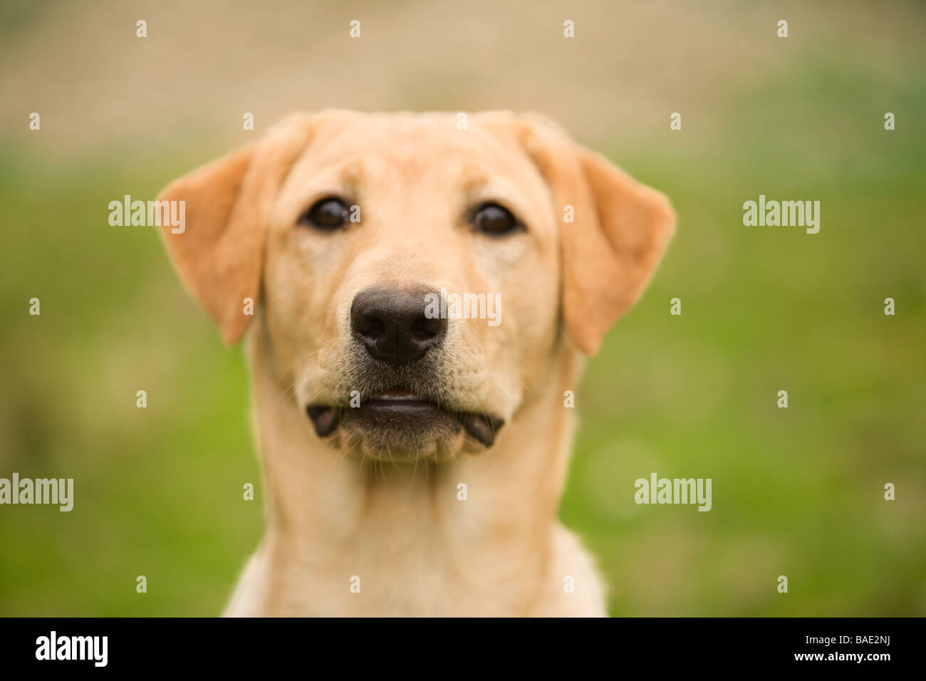Yellow Labrador Retriever Stock Photo - Alamy