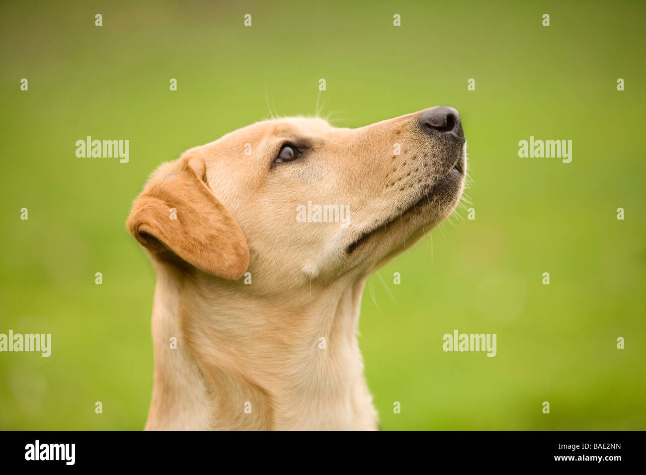 Yellow Labrador Retriever Stock Photo - Alamy