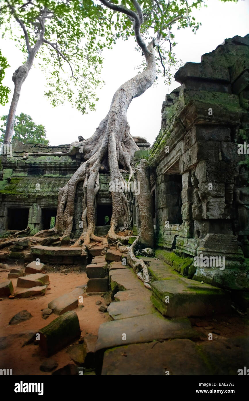 Ta Prom Temple, Angkor, Cambodia Stock Photo - Alamy