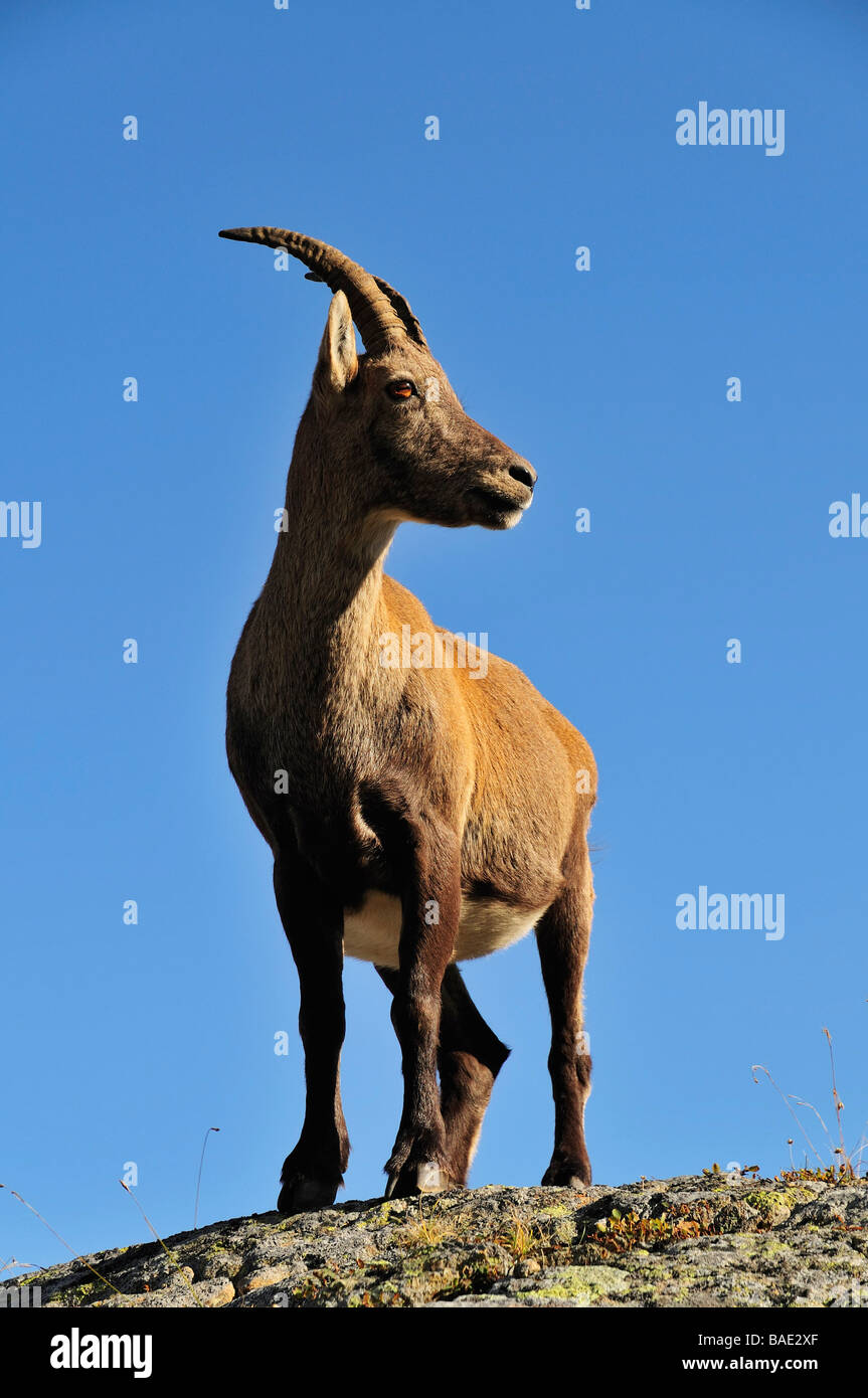 Alipine Ibex, Aiguilles Rouges, Chamonix, France Stock Photo - Alamy