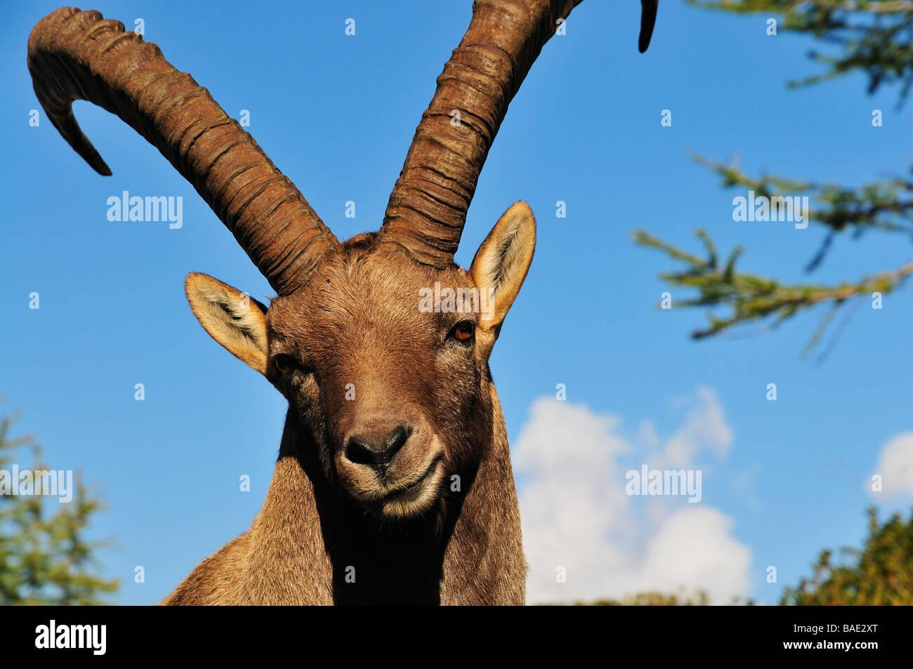 Alipine wildlife hi-res stock photography and images - Alamy