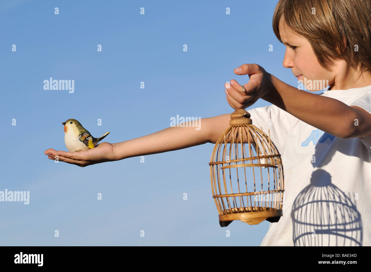 Boy Setting Bird Free Stock Photo - Alamy