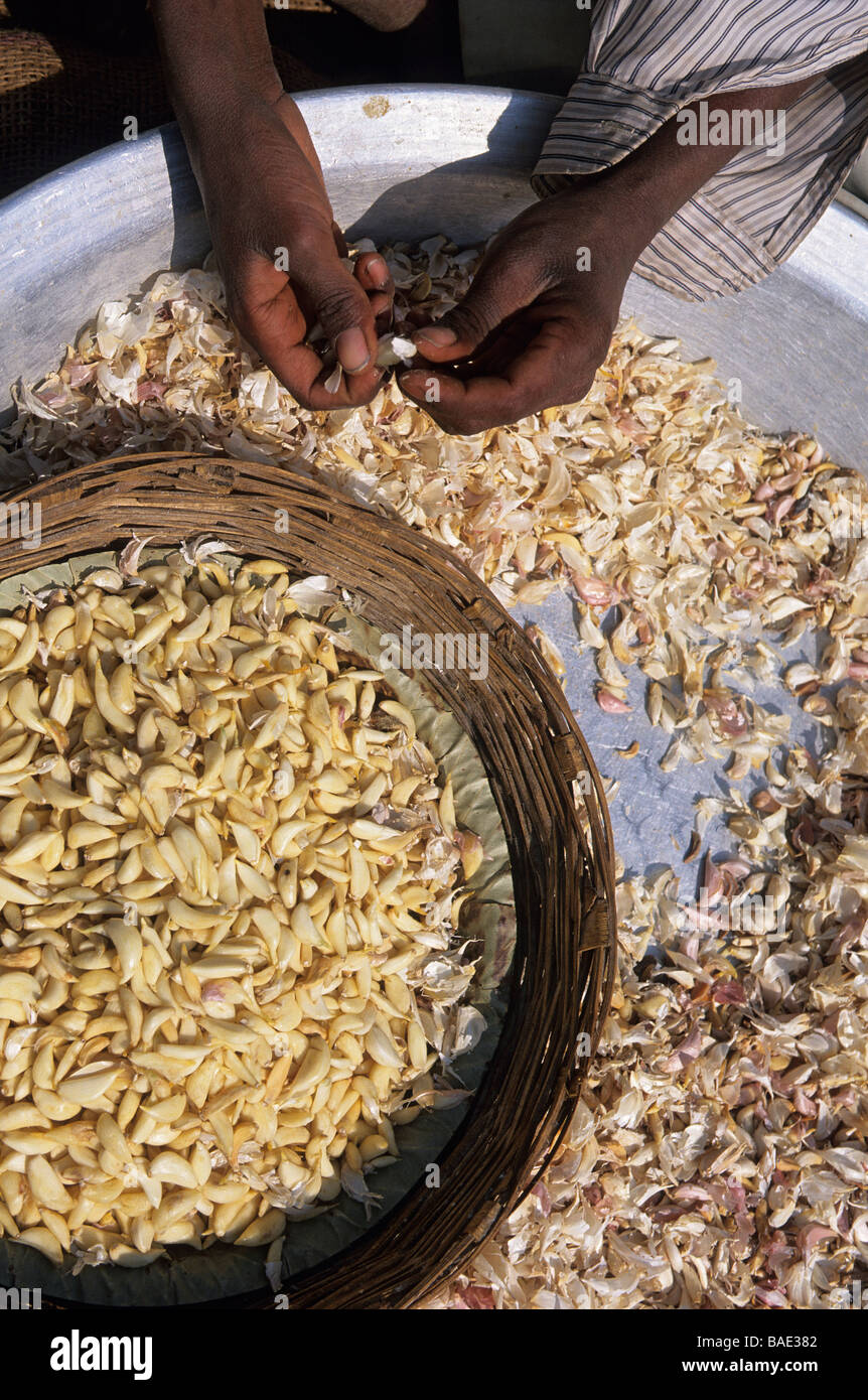 India, Rajasthan State, Udaipur, Apani Dhani restaurant, man peeling ...