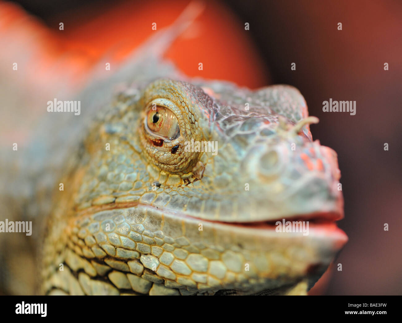 iguana Family of large lizards adapted conditions of a dry climate ...