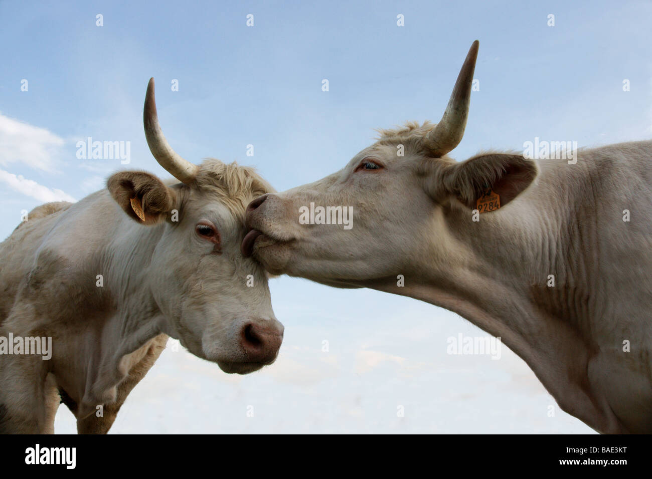 Cattle.Charolaise breed. Two young bulls mutual grooming Stock Photo ...