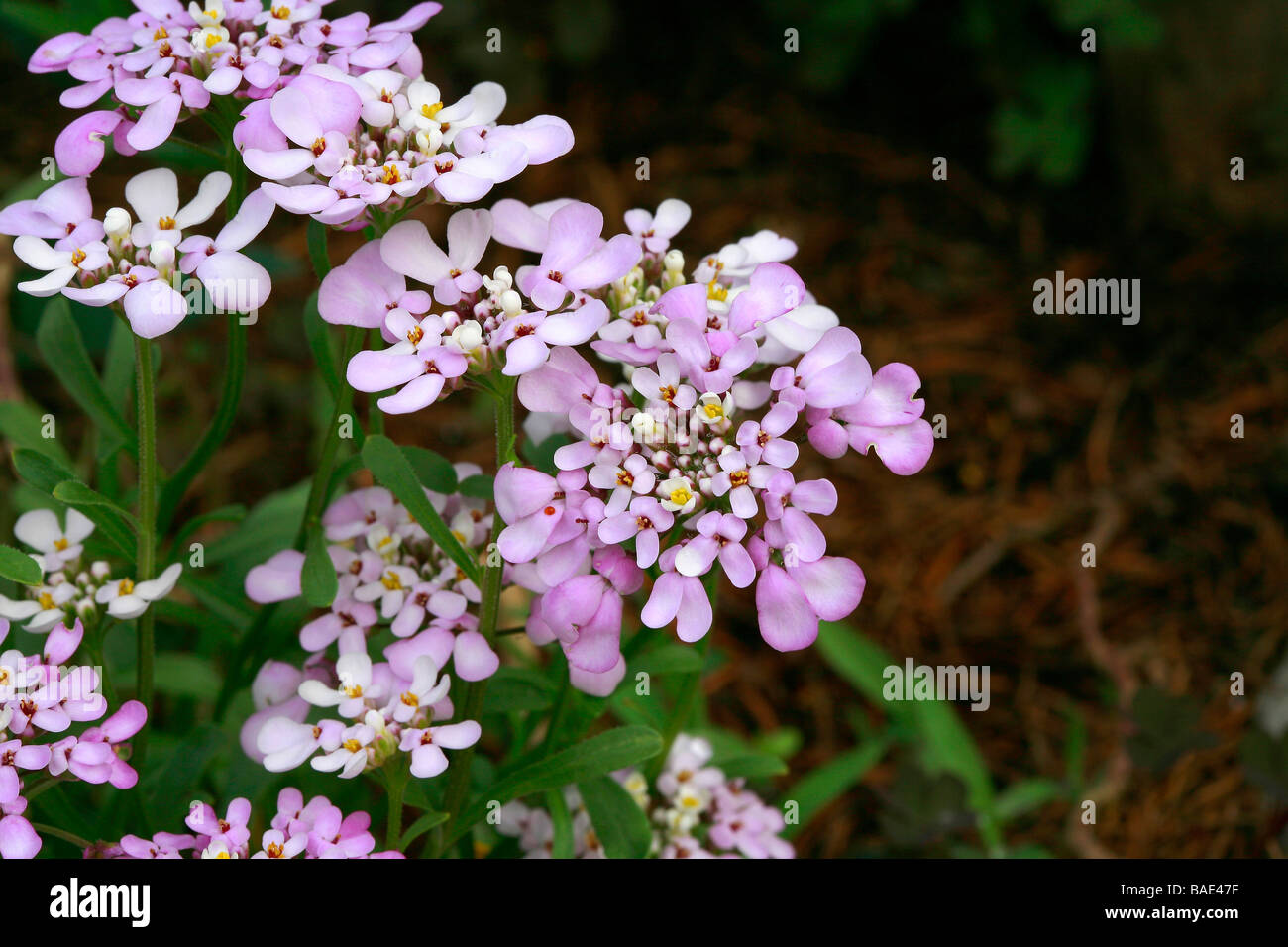Gibraltarica hi-res stock photography and images - Alamy