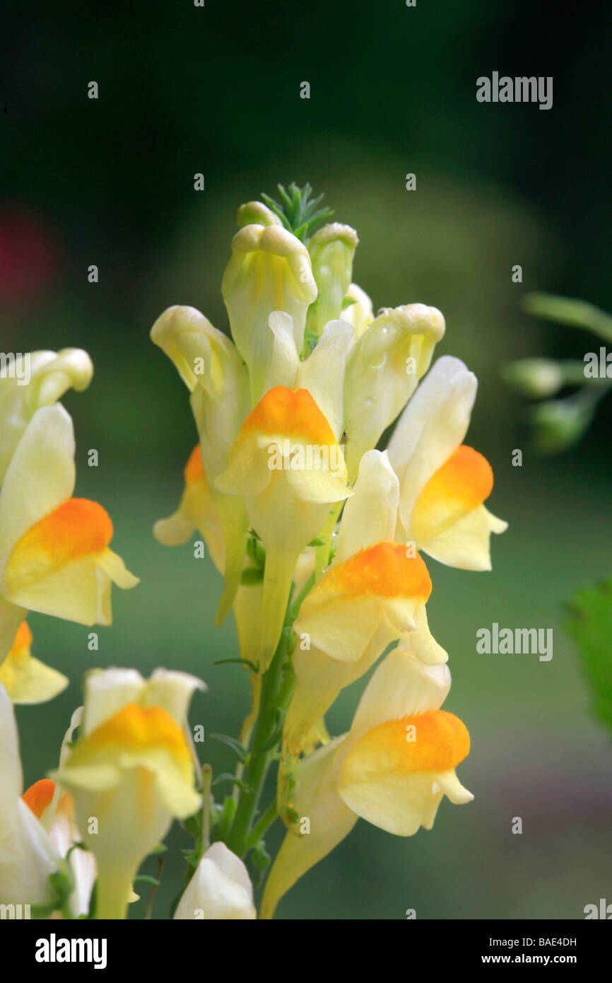 Linaria vulgaris linaria vulgaris hi-res stock photography and images ...