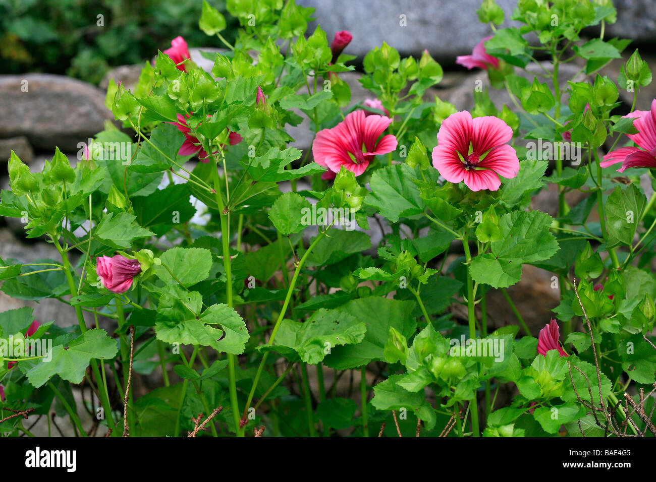 Malope Trifida