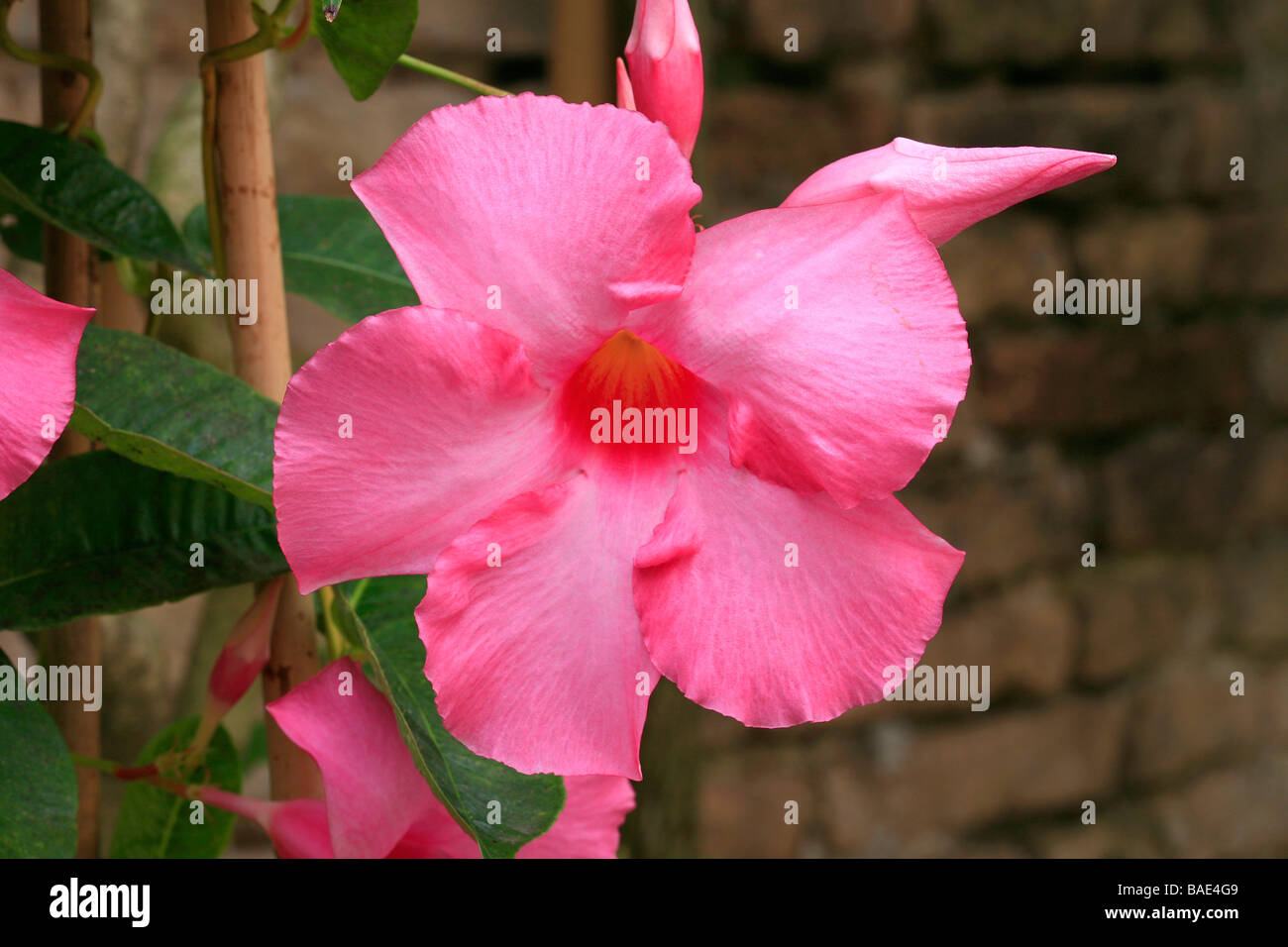 Mandevilla hi-res stock photography and images - Alamy