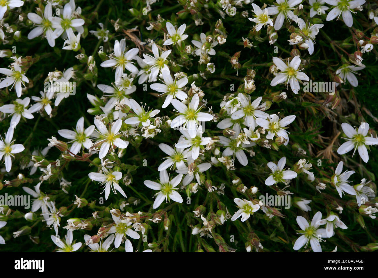 Ciliata hi-res stock photography and images - Alamy