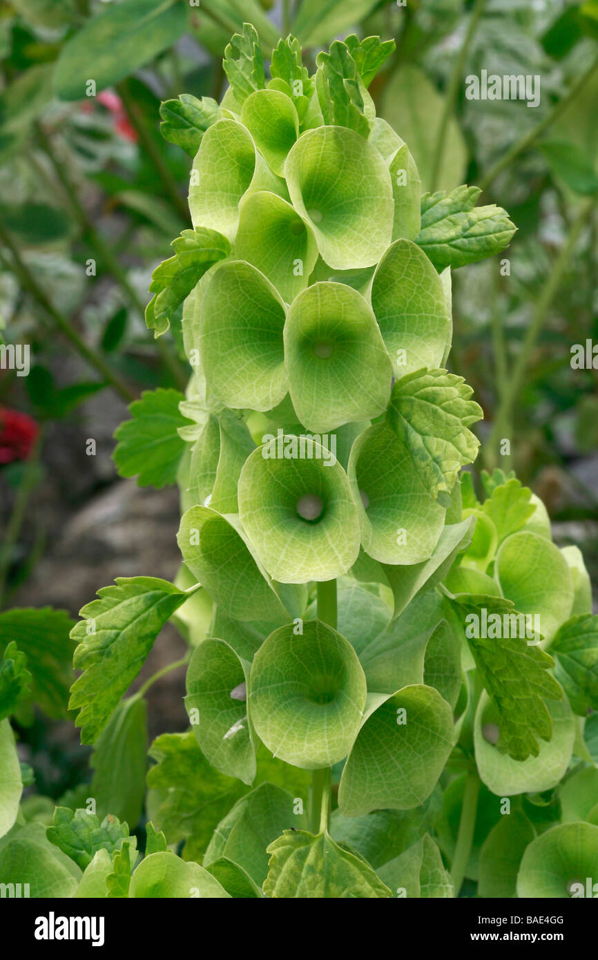 Moluccella laevis hi-res stock photography and images - Alamy